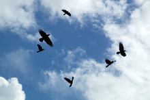 Murder Of Crows Free Stock Photo - Public Domain Pictures