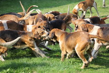 Dog Harzer Fuchs Herding Dog Free Stock Photo - Public Domain Pictures