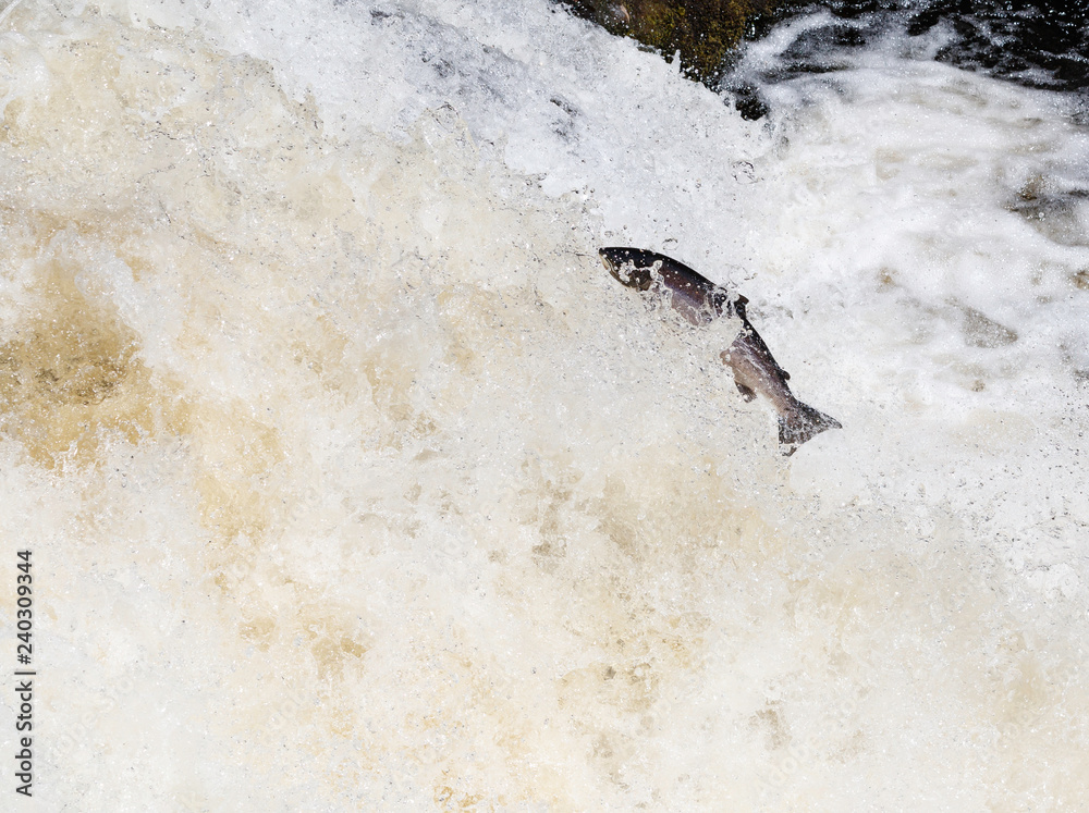 Large Atlantic salmon leaping up the waterfall on their way migration ...