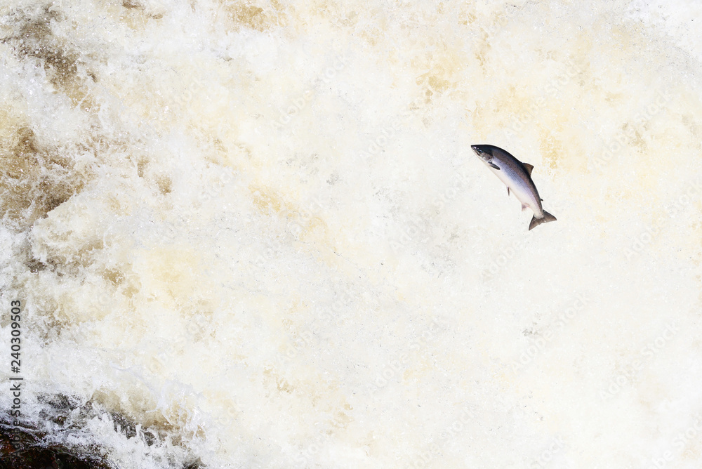 Large Atlantic salmon leaping up the waterfall on their way migration ...