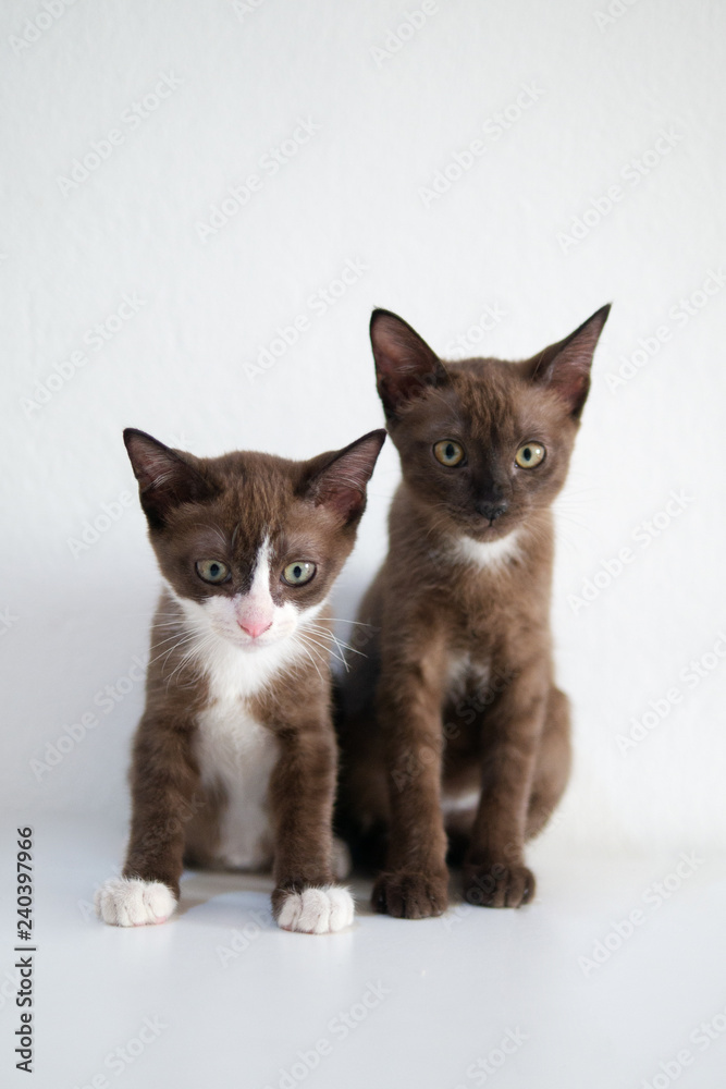 Twin siblings little cat kitten sitting portrait on white wall ...