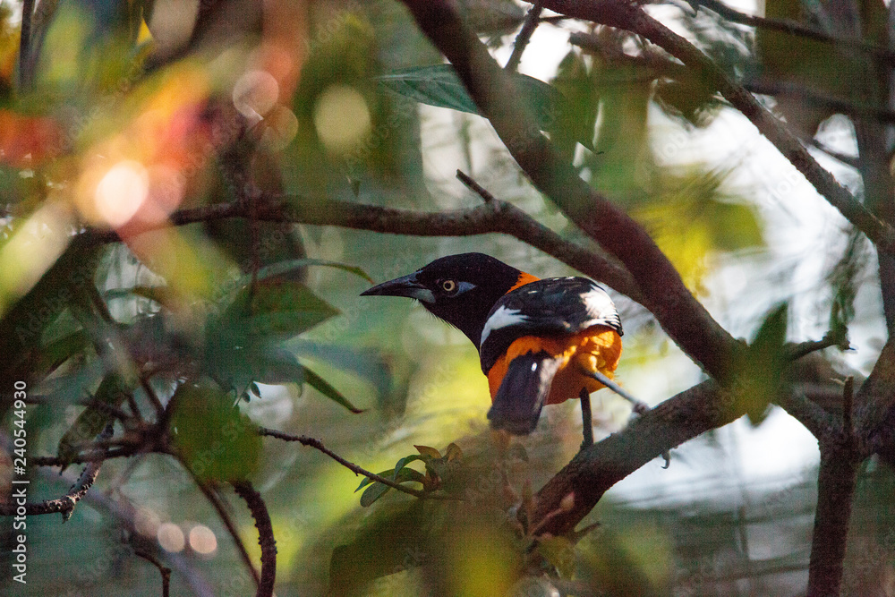 Venezuelan troupial bird Icterus icterus Stock Photo | Adobe Stock