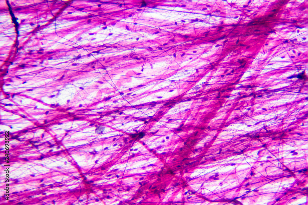 loose areolar connective tissue Stock Photo | Adobe Stock
