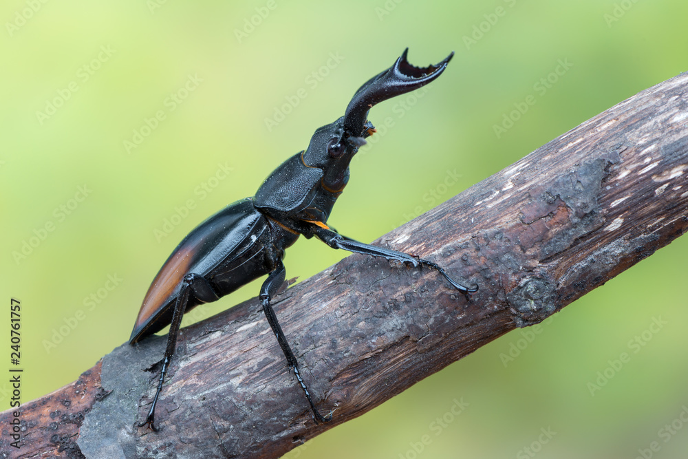 Fighting Giant Stag Beetle - Hexarthrius parryi Stock Photo | Adobe Stock