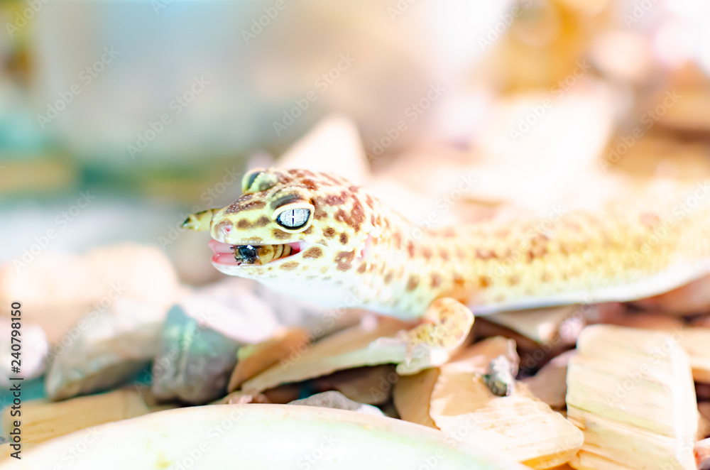 Leopard Gecko ( Eublepharis macularius ). Exotic animals in the human ...
