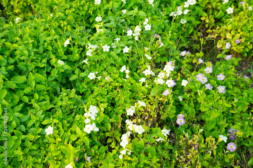 beautiful Asystasia gangetica or Ganges Primrose, Ganges River ...