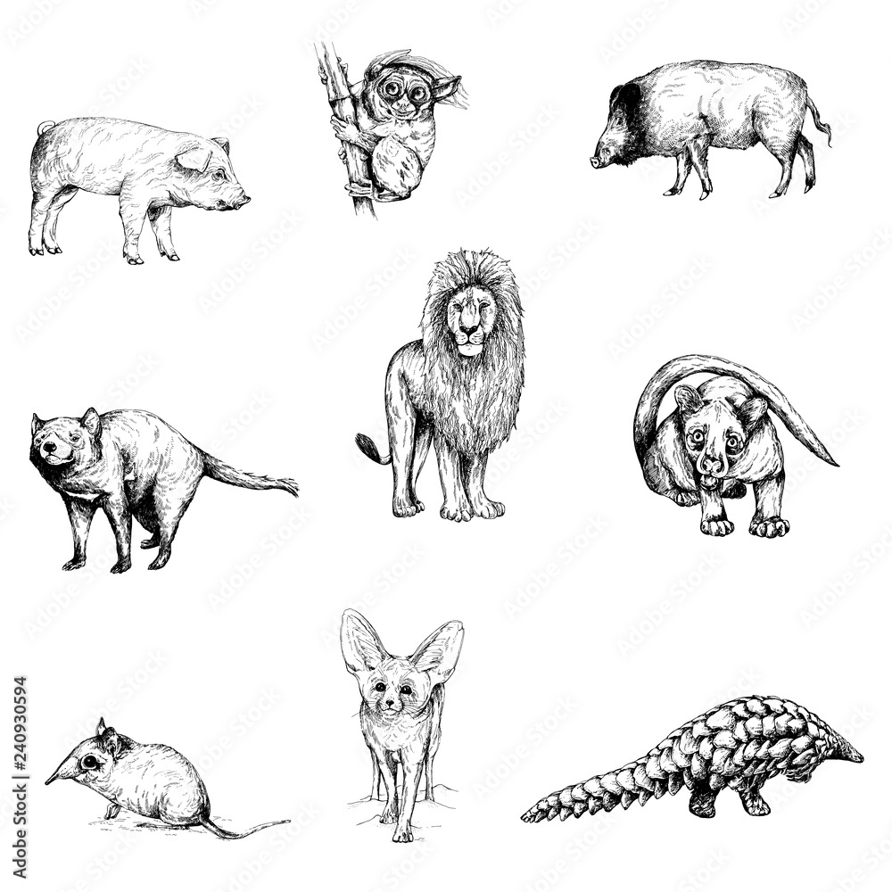 Big set of different hand drawn sketch style animals isolated on white ...