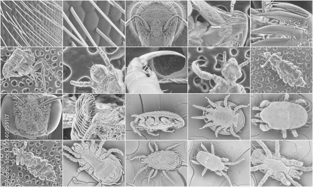 Insect electron microscope photos. Parasitic ticks, flea, lice, wasps ...