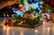 Hedgehog Winter Christmas Free Stock Photo - Public Domain Pictures
