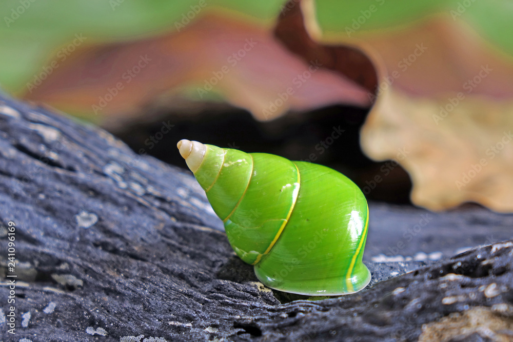 Foto Emerald green snail or Green tree snail, scientific name ...
