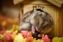 Sleeping Hamster Free Stock Photo - Public Domain Pictures