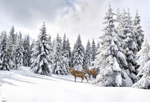 Deer In Winter Forest Free Stock Photo - Public Domain Pictures