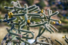 Cholla Buds Free Stock Photo - Public Domain Pictures