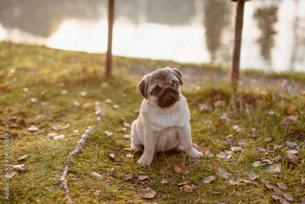 Foto de Stock Młody pies, szczeniak rasy mops siedzi na trawie nad wodą ...