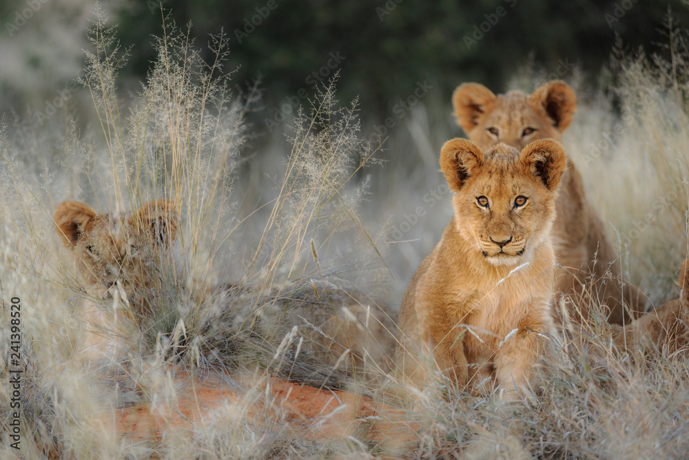 Lion (Panthera leo) cubs. Kalahari, South Africa Stock Photo | Adobe Stock