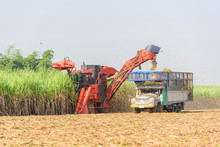 Sugarcane Farm Free Stock Photo - Public Domain Pictures