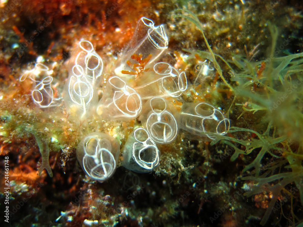 Foto de Stock A tunicate is a marine invertebrate animal, a member of ...