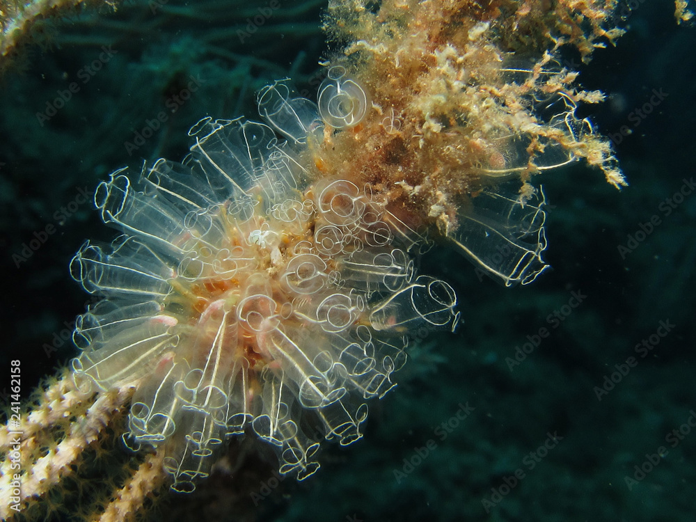 A tunicate is a marine invertebrate animal, a member of the subphylum ...
