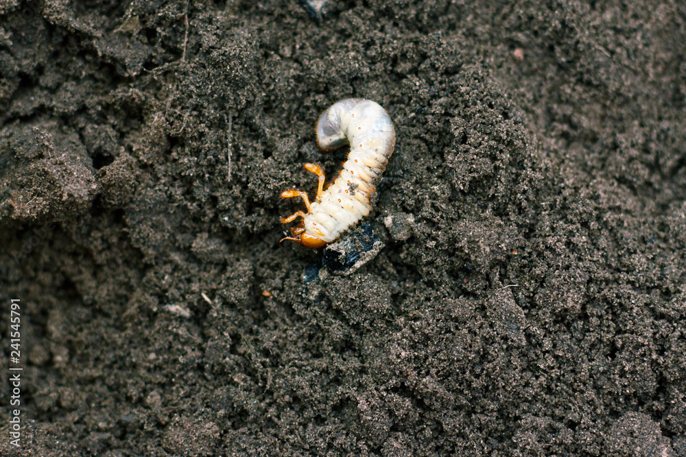 Larva. Vile disgusting maggot. Image of grub worms. Beetle larvae ...