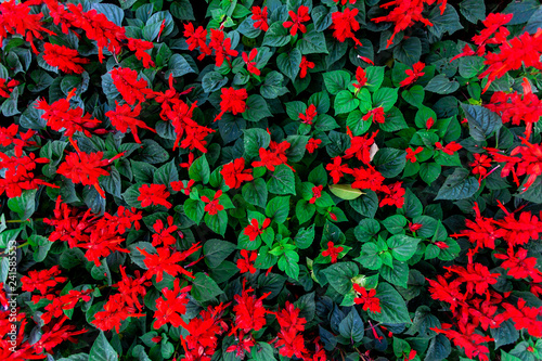 Top view red flower background on the garden Stock Photo | Adobe Stock