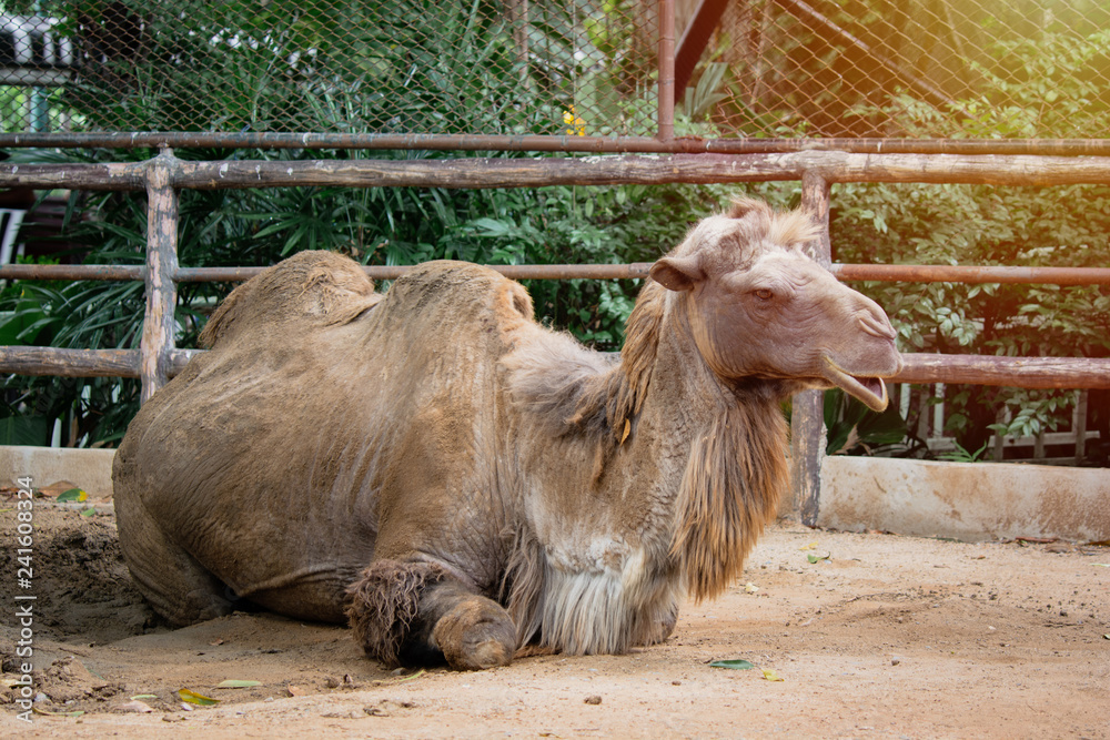 Old Camel sitting relaxed have fun together making funny face at Khao ...