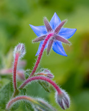 Fuzzy Purple Flower Plant Free Stock Photo - Public Domain Pictures