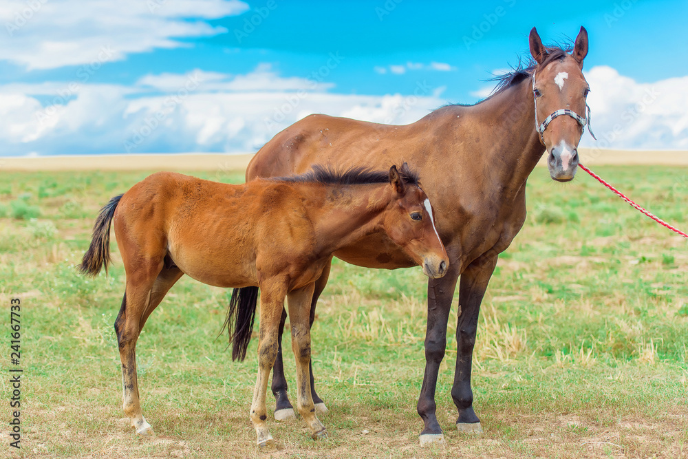 Horses of different breeds. Akhal-Teke breeding horse. Horse with a ...