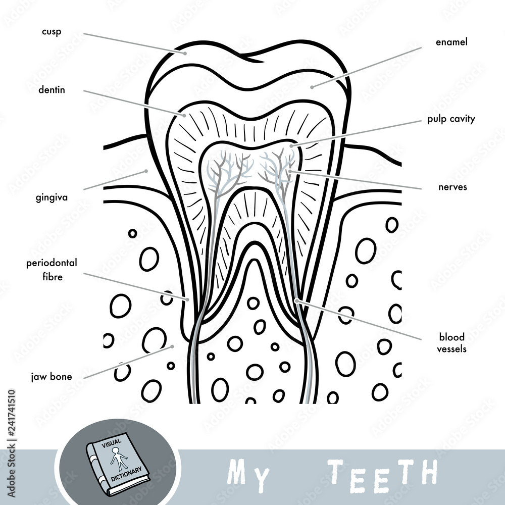 Cartoon visual dictionary for children about teeth. Educational poster ...