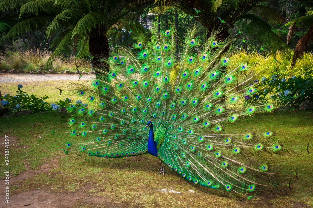 Peacock with open feathers Stock Photo | Adobe Stock