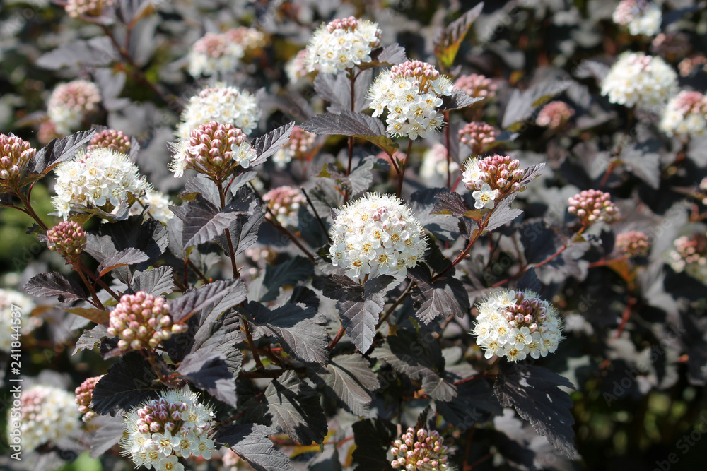 Photo Stock Purple Ninebark or Physocarpus opulifolius. Cultivar Monlo ...