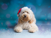 Cockapoo Christmas Free Stock Photo - Public Domain Pictures