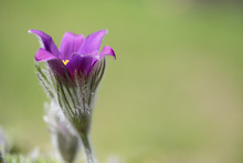 Small Purple Lily Wildflower Free Stock Photo - Public Domain Pictures
