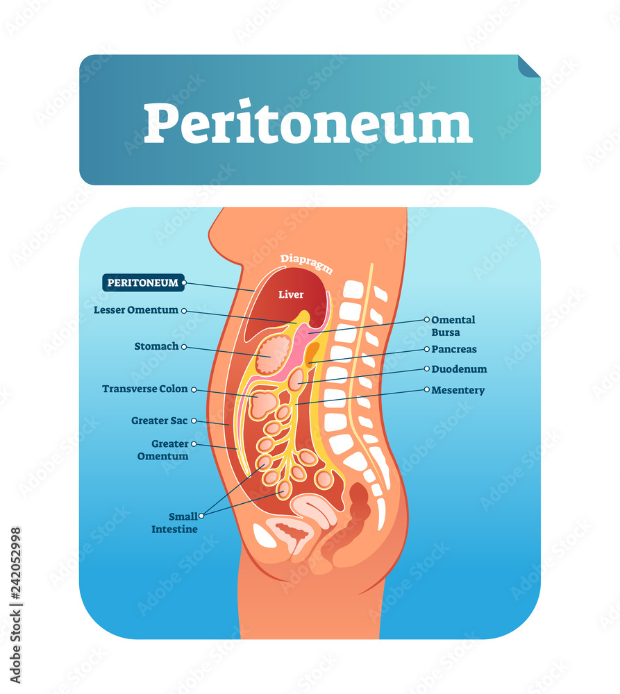 Peritoneum vector illustration. Labeled medical membrane location ...