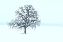 Tall Snowy Trees Free Stock Photo - Public Domain Pictures