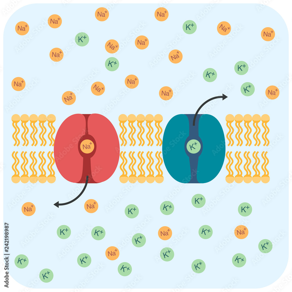 sodium and potassium channels Stock Vector | Adobe Stock