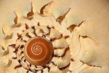 Spiral Shaped Sea Shell Free Stock Photo - Public Domain Pictures