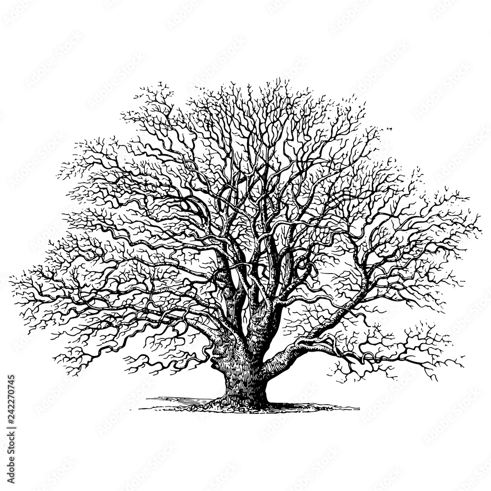 Oak Tree Illustrations Stock Vector | Adobe Stock