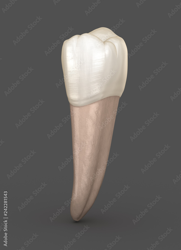 Dental anatomy - Mandibular Second premolar tooth. Medically accurate ...