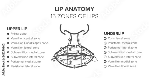 Lip anatomy. 15 zones of lips. Lip injections Stock Vector | Adobe Stock