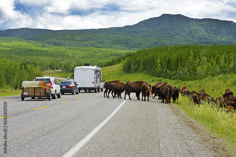 Wood Bison (Bison bison athabascae) on Alaska Highway. World famous ...