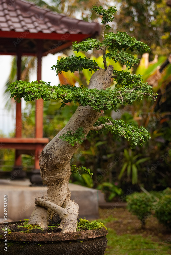 Bonsai Tree in a Garden in Bali Indonesia. Bonsai is an Asian art form ...