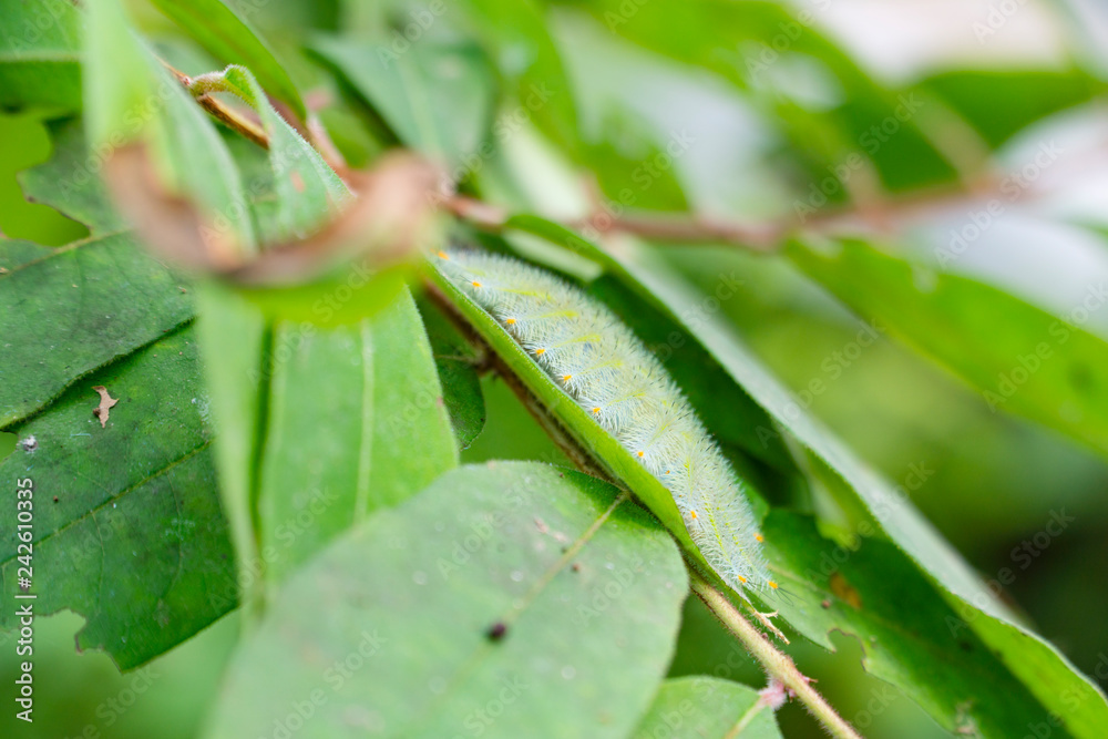 Blurry curve at dorsal side of the Archduke Caterpillar with orange-tipped antennae looks like a ...