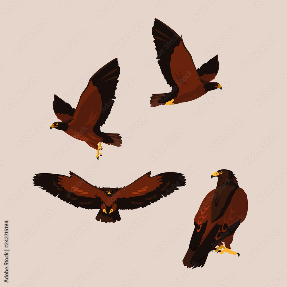 imposing hawks birds with different poses Stock Vector | Adobe Stock