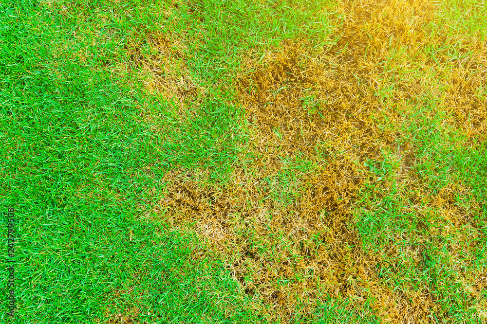 Pests and disease cause amount of damage to green lawns, lawn in bad ...