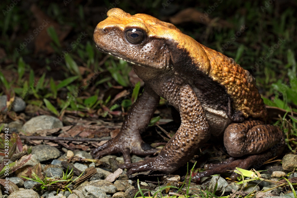 big tropical rain forest toad, Rhaebo blombergi from the tropical ...