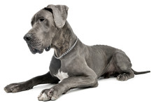 Great Dane Dog Free Stock Photo - Public Domain Pictures