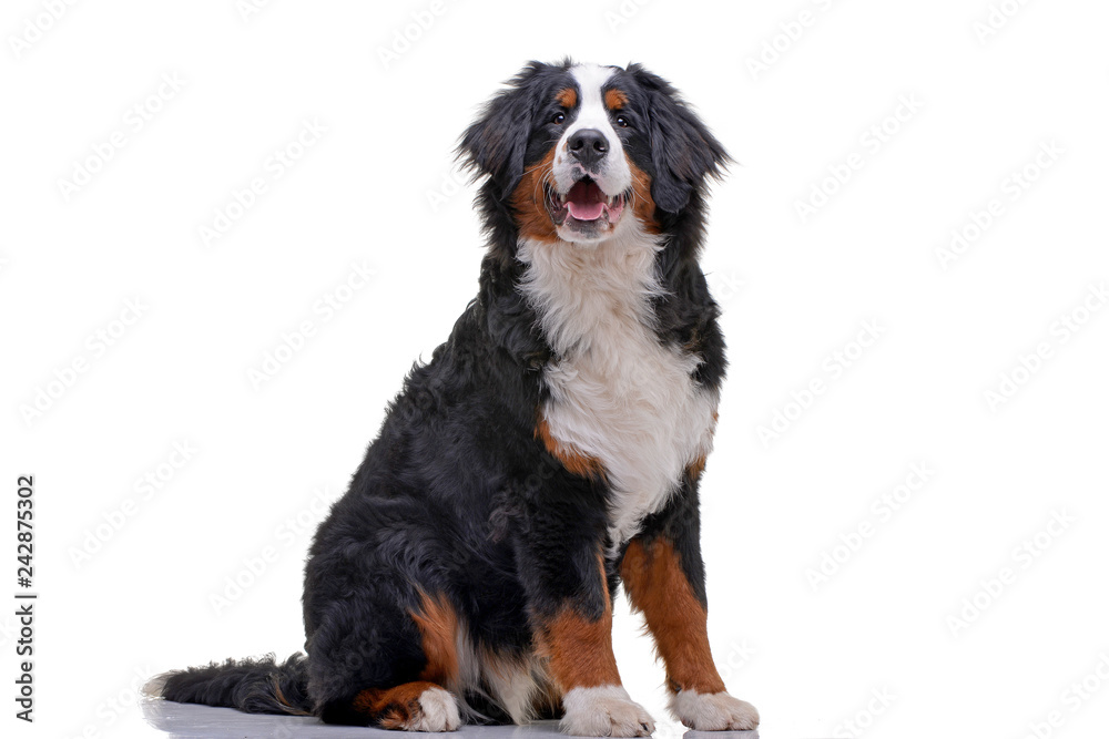 Studio shot of an adorable Bernese Mountain Dog Stock Photo | Adobe Stock