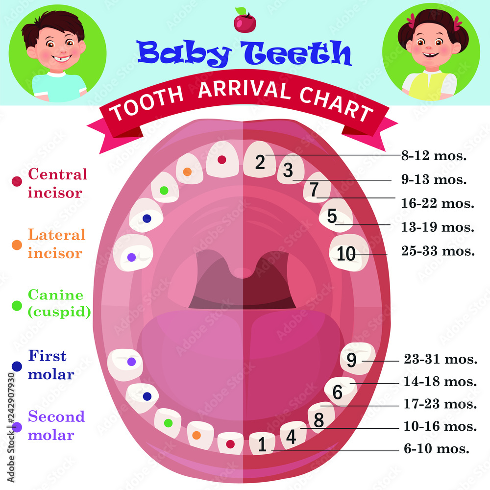 Tooth arrival chart infographic. Temporary teeth - names, groups ...