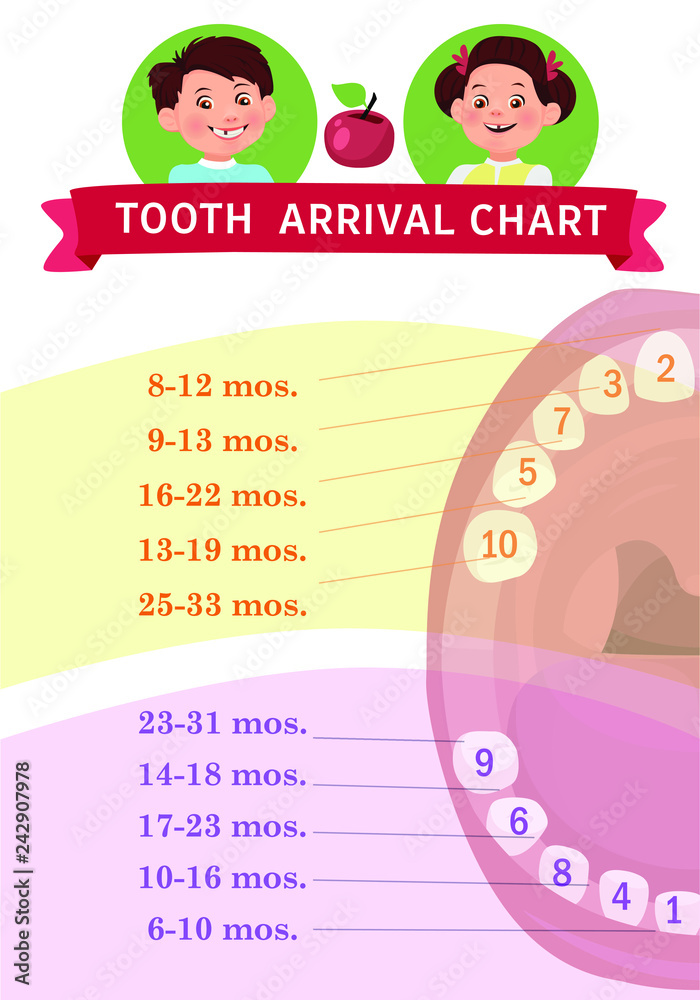 Tooth arrival chart infographic. Temporary teeth - names, groups ...