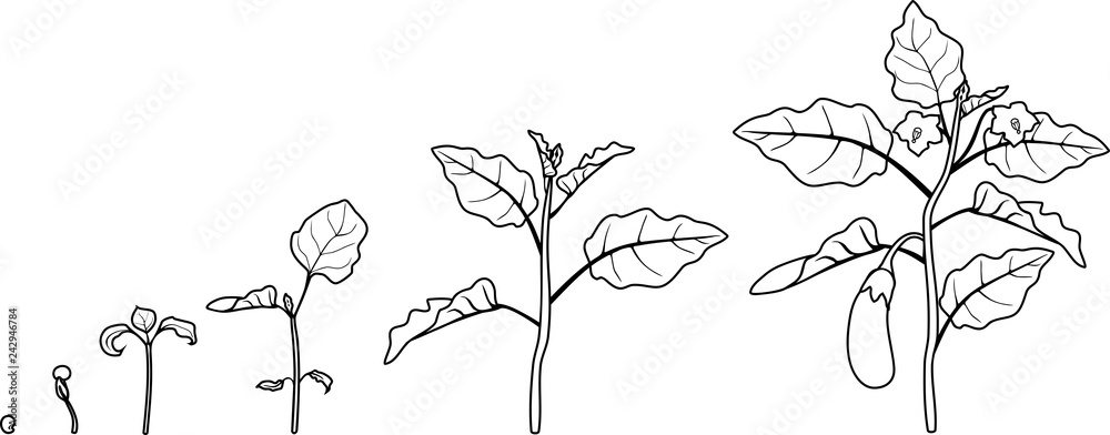 Coloring page. Life cycle of eggplant. Growth stages from seeding to ...